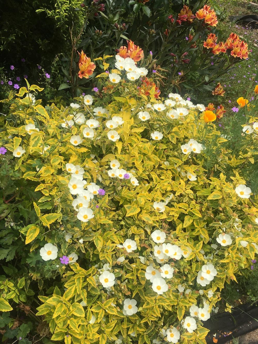 Rock Rose (Cistus x hybridus 'Mickie') in the Rockroses Database ...