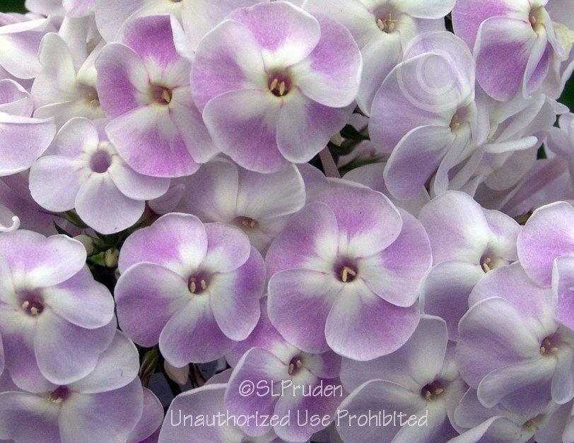 Garden Phlox (Phlox paniculata 'Blushing Shortwood') in the Phloxes ...