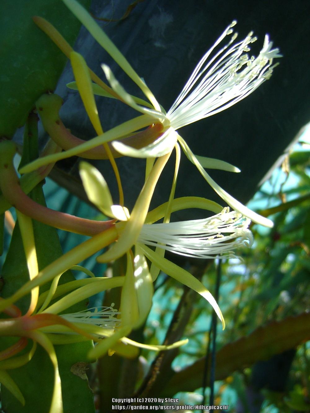 2020 blooms in the Epiphyllums forum - Garden.org