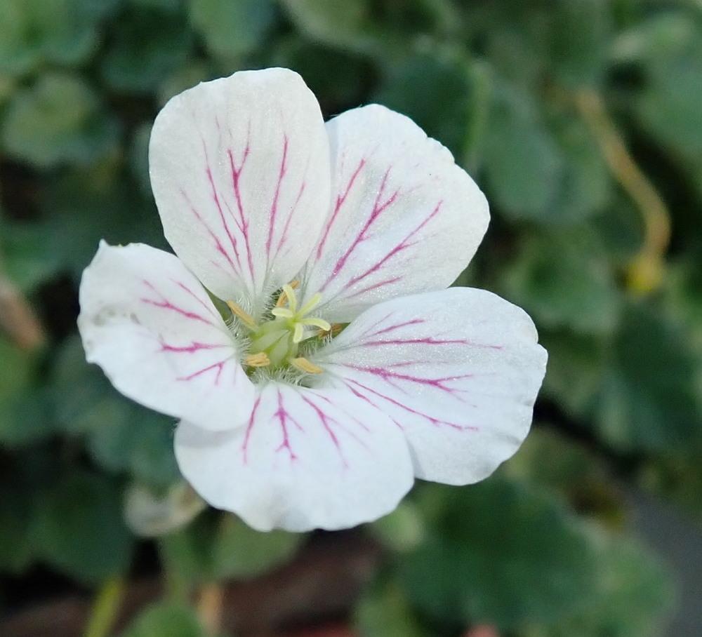 Heron's Bill (Erodium foetidum 'Alba') in the Erodiums Database ...