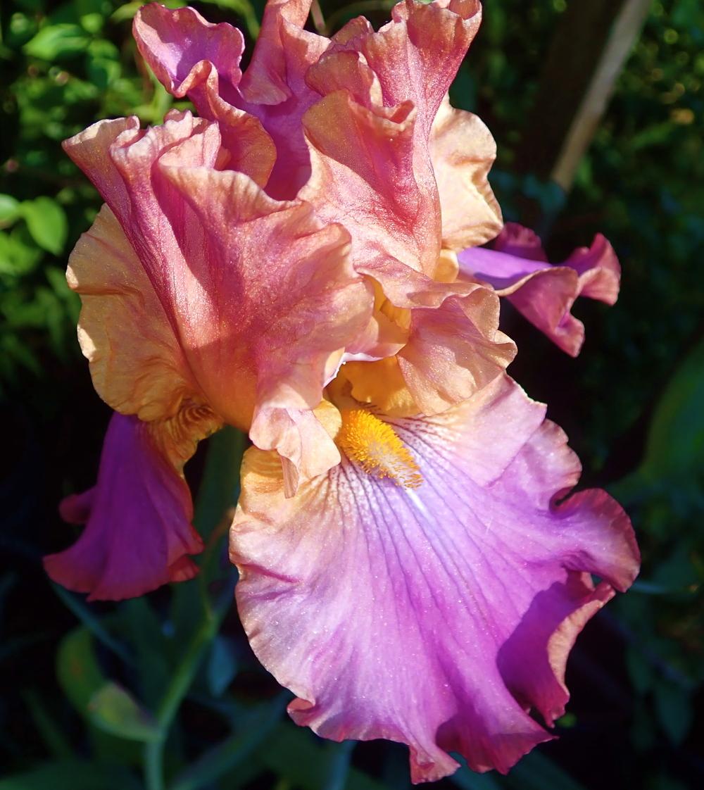 Tall Bearded Iris (Iris 'Iced Tea') in the Irises Database - Garden.org