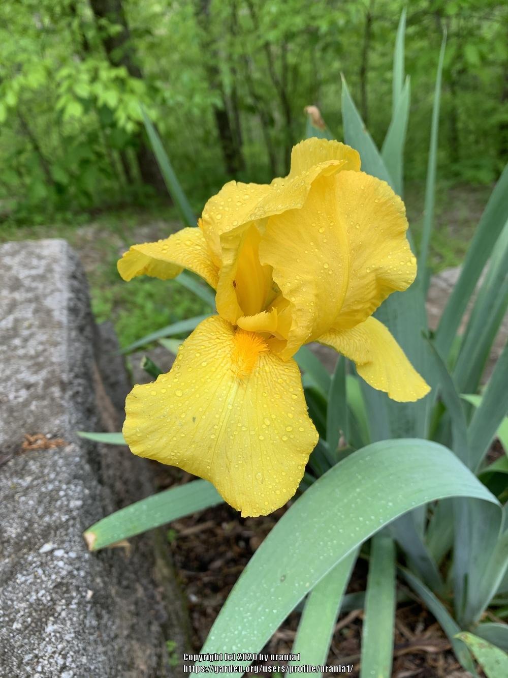 Tall Bearded Iris (Iris 'Solid Gold') in the Irises Database - Garden.org