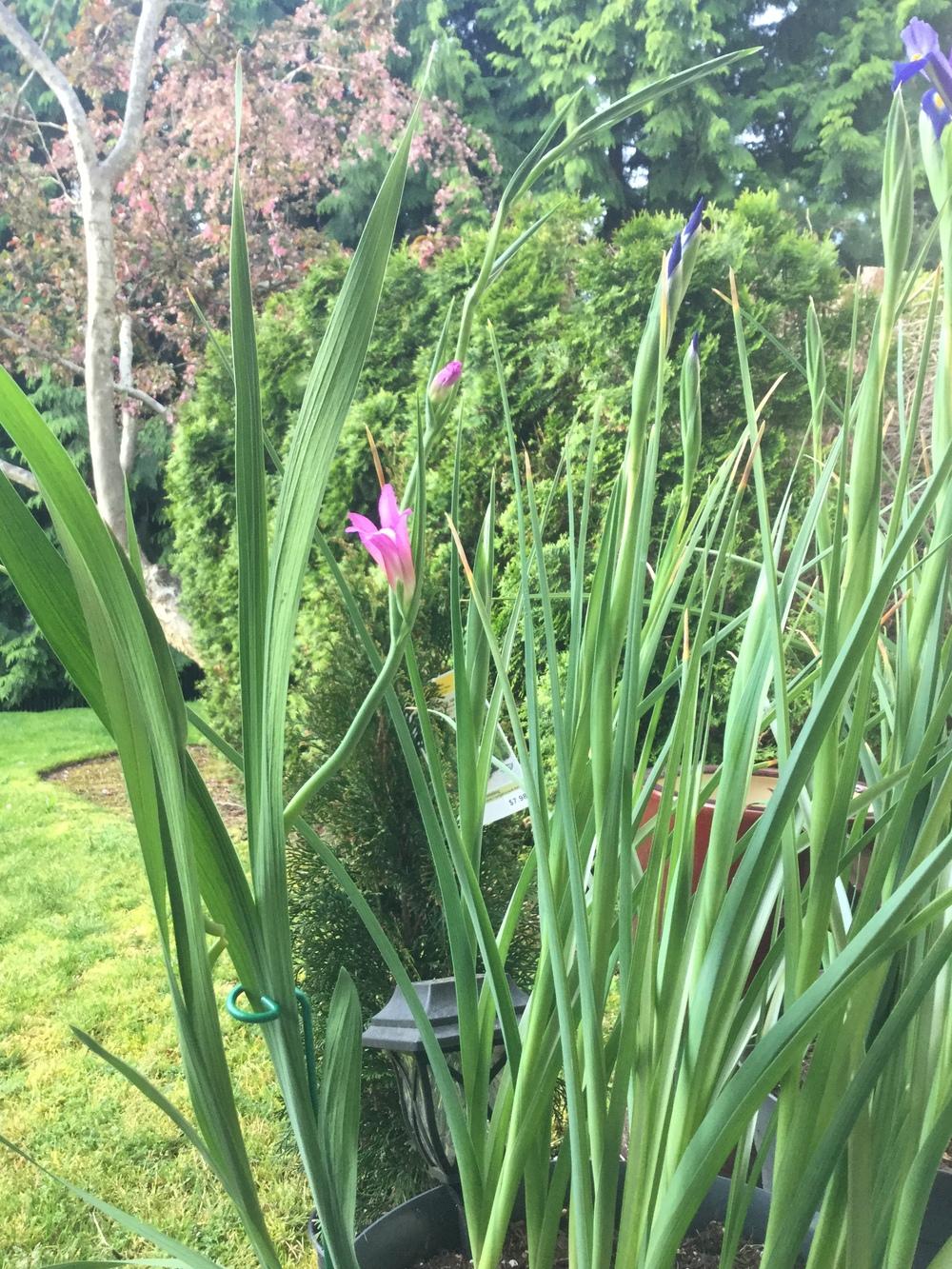 Bulb surprise in the Plant ID forum - Garden.org