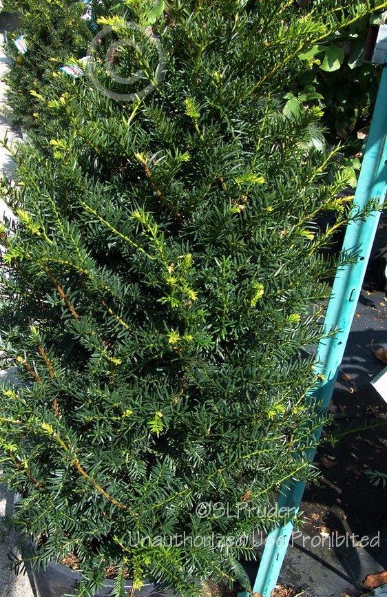 Japanese Yew (Taxus cuspidata Captain™) - Garden.org