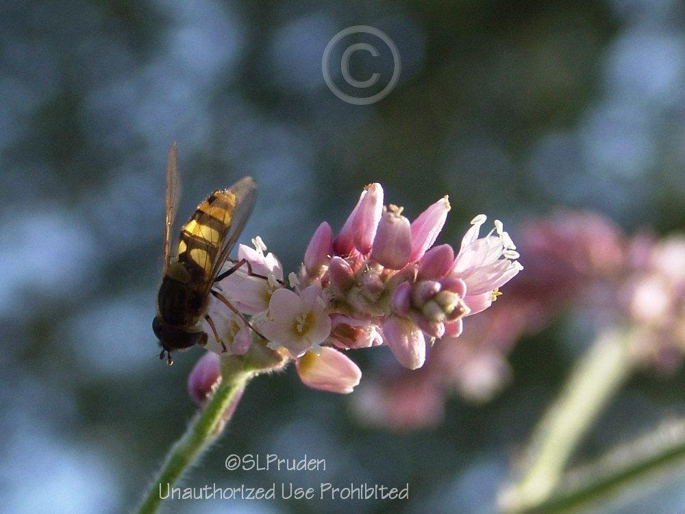 Photo of the closeup of buds, sepals and receptacles of Variegated Kiss ...