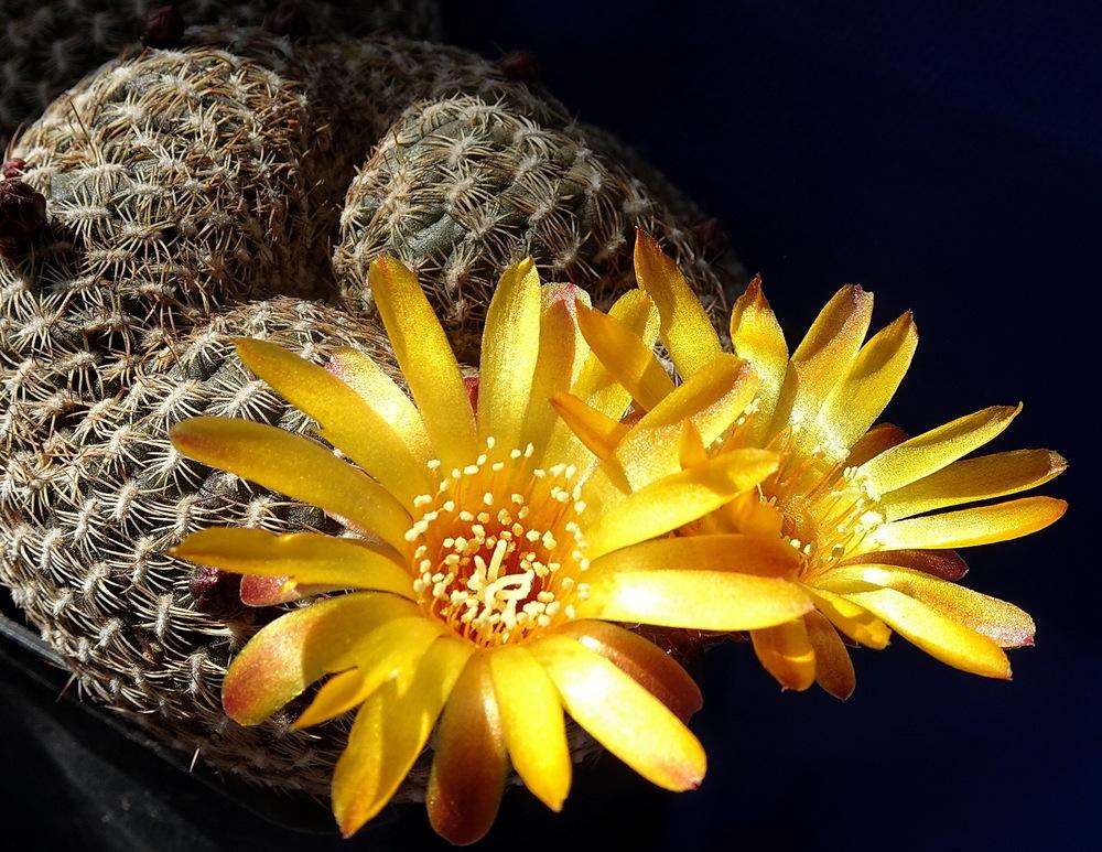 Photo of the bloom of Arenaceous Crown Cactus (Weingartia arenacea ...