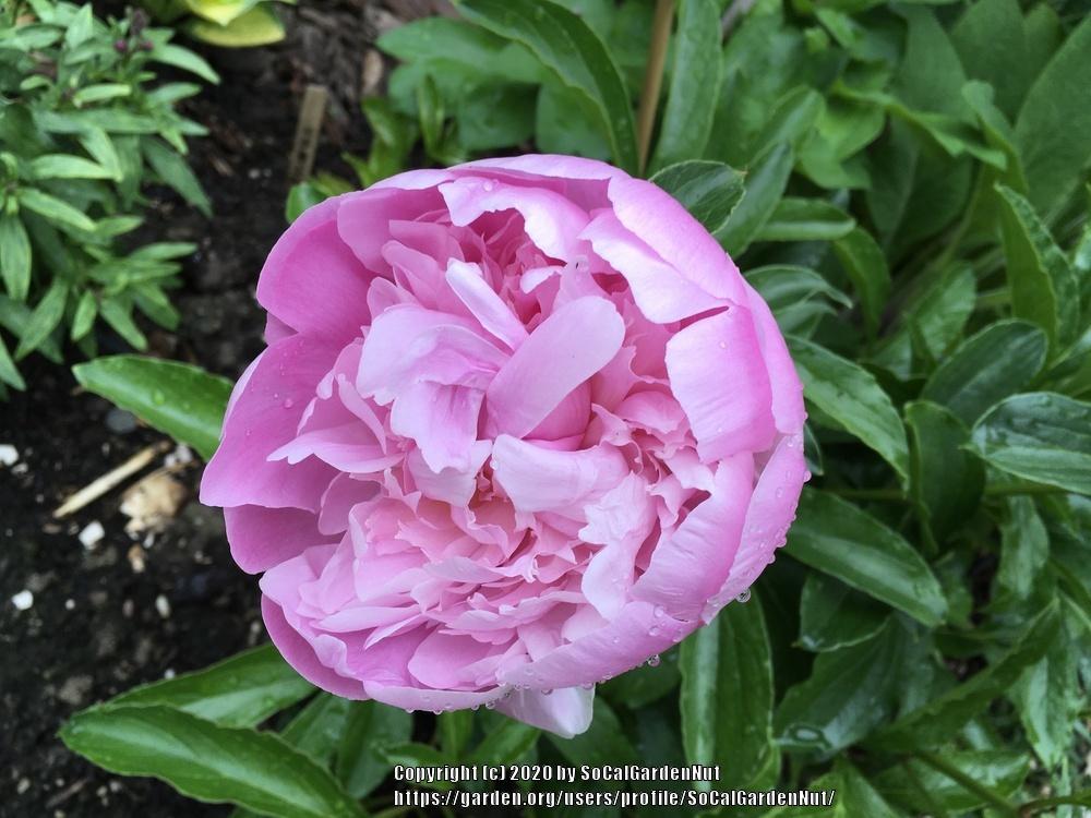 2020 Herbaceous Peony Bloom in the Peonies forum - Garden.org