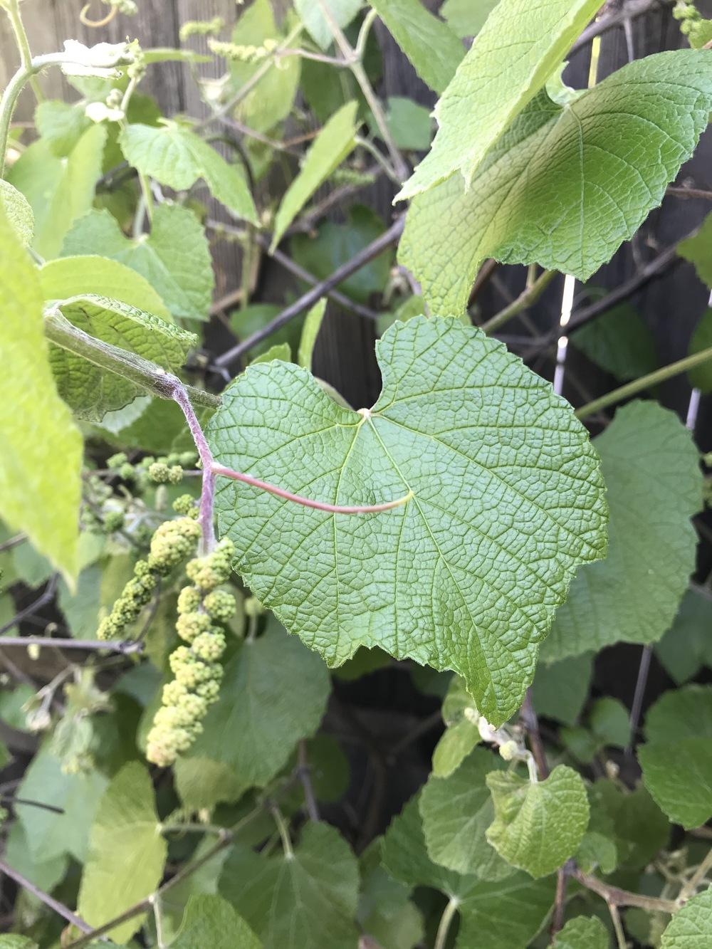 Vine identification in the Plant ID forum - Garden.org