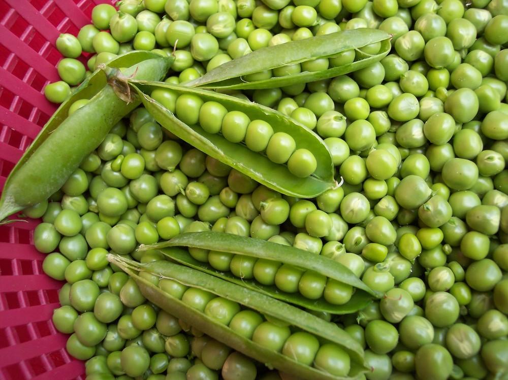 Peas: Plant Care and Collection of Varieties - Garden.org