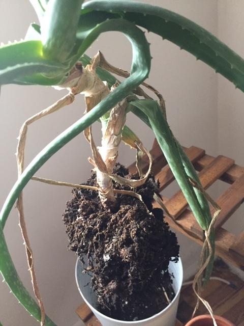 half dead aloe plant in the Ask a Question forum - Garden.org