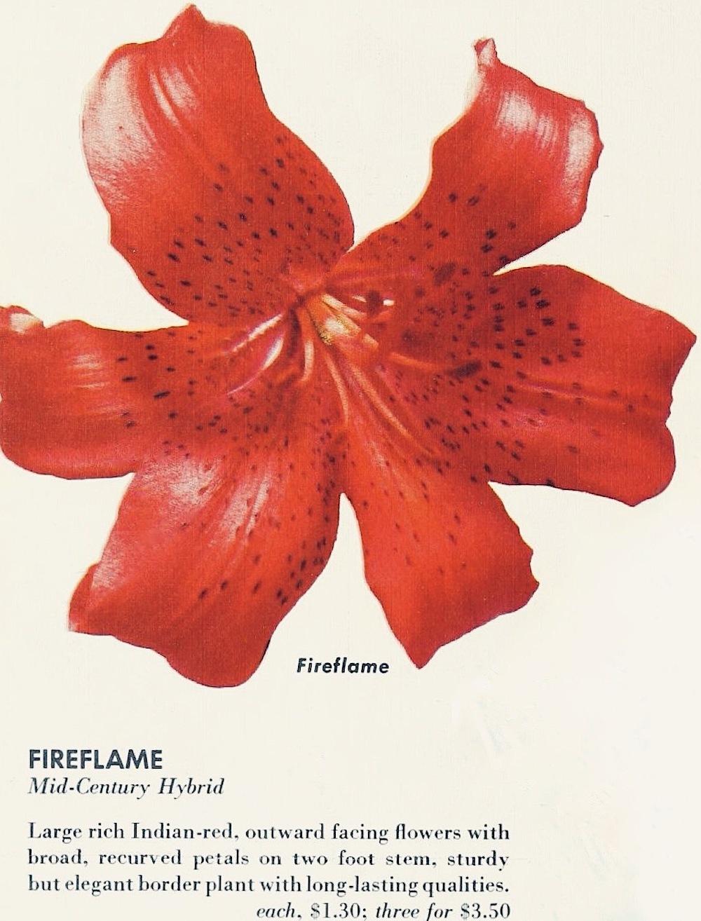 Lily (Lilium 'Fireflame') in the Lilies Database - Garden.org