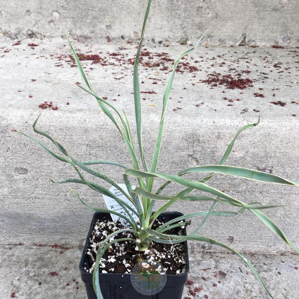 Soapweed (Yucca glauca 'Trinidad') - Garden.org