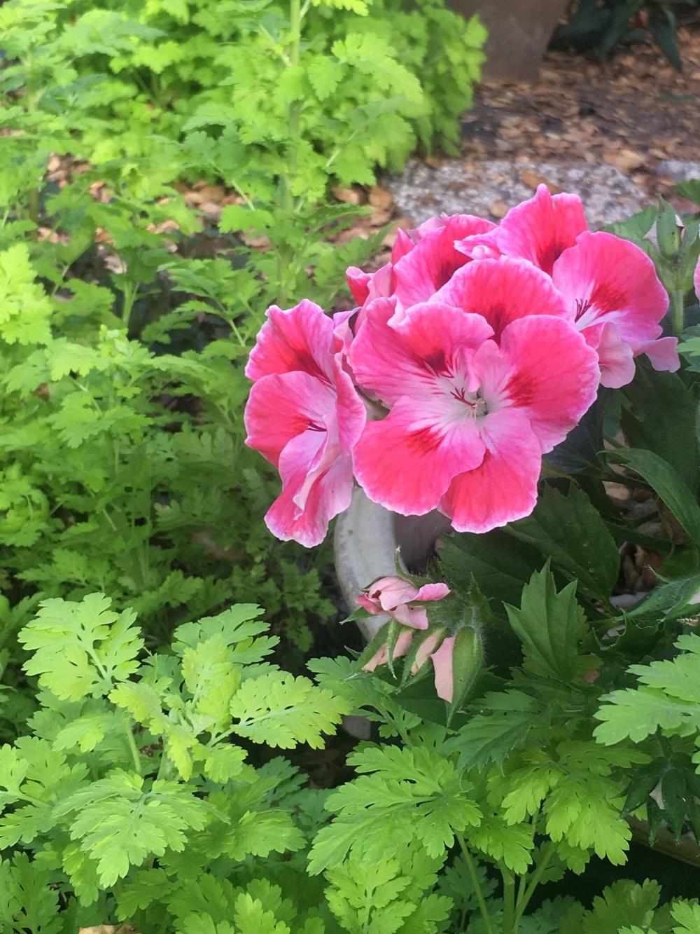 Photo of the bloom of Regal Geranium (Pelargonium x domesticum Elegance ...