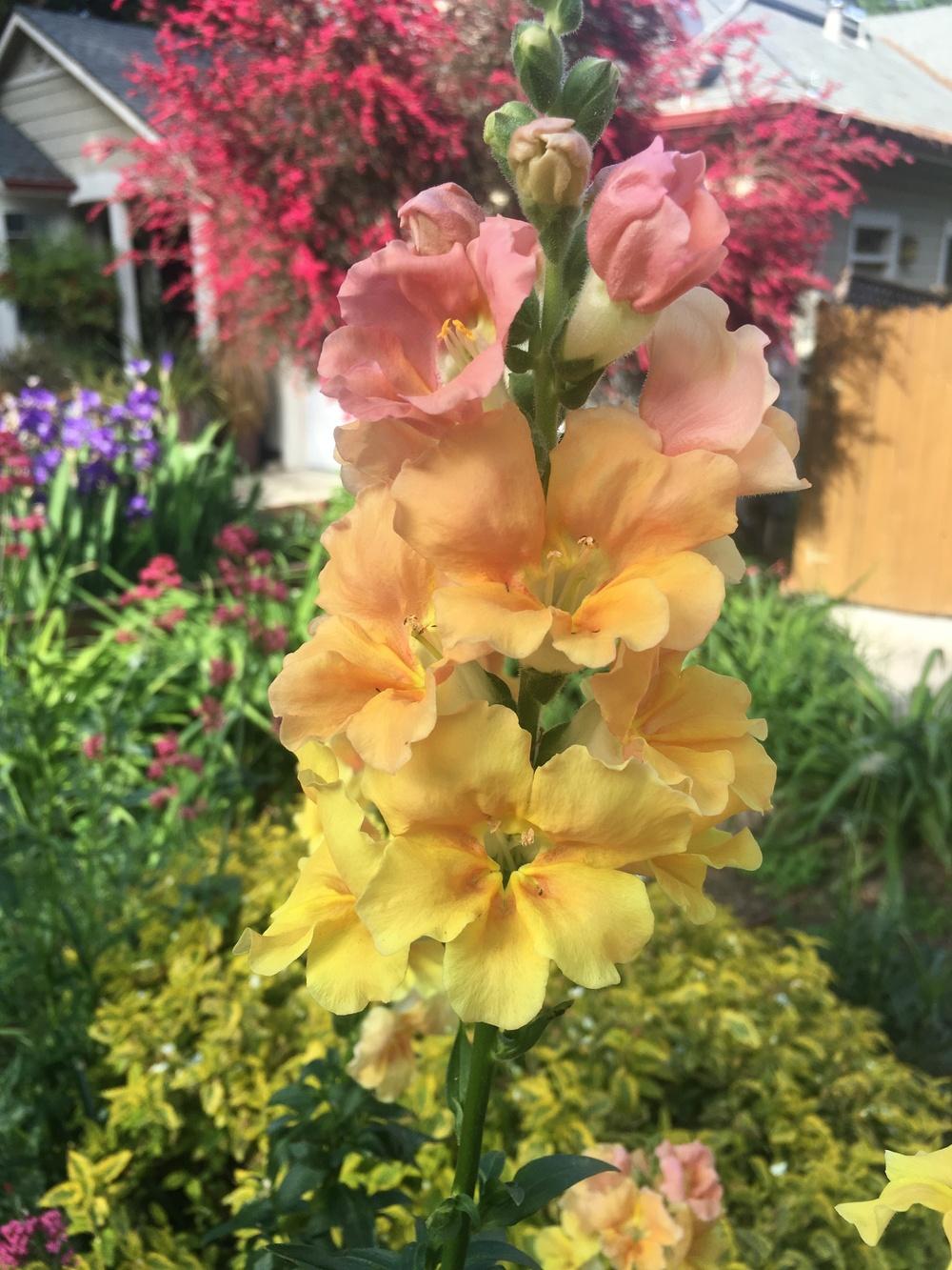 Snapdragon (Antirrhinum majus Chantilly™ Peach) - Garden.org