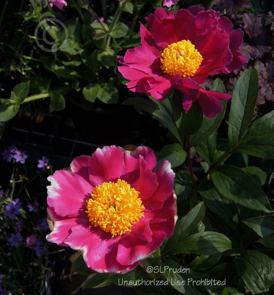 Peony (Paeonia lactiflora 'Clown') in the Peonies Database - Garden.org