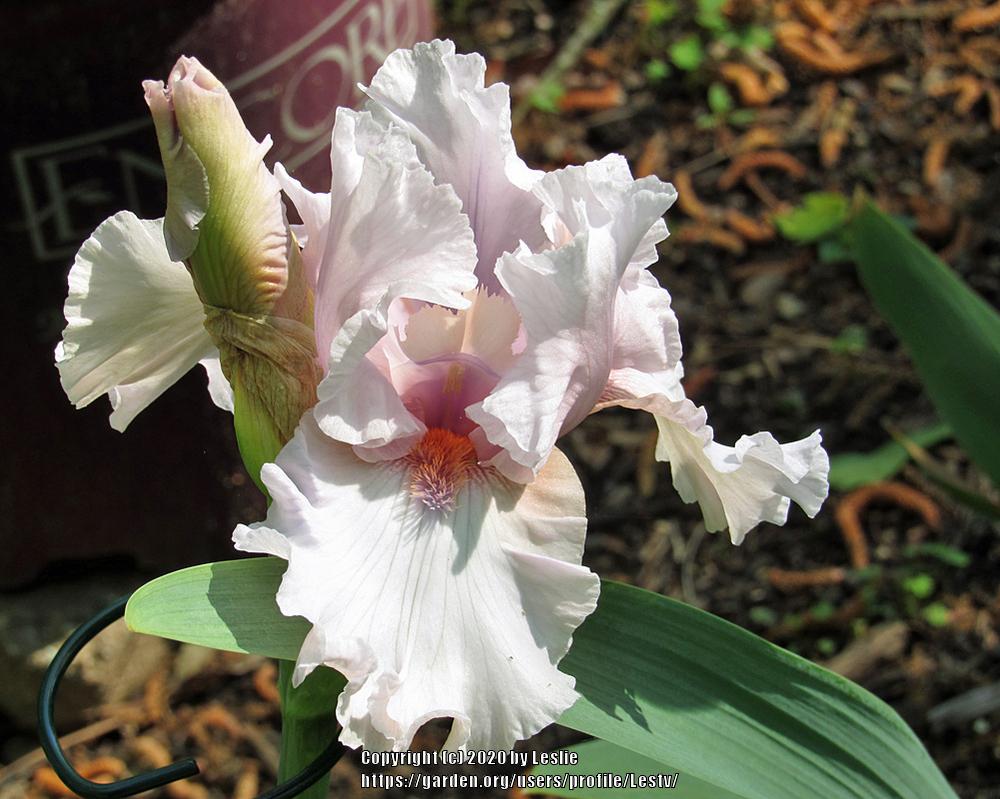 Tall Bearded Iris (Iris 'Good Kid') in the Irises Database - Garden.org