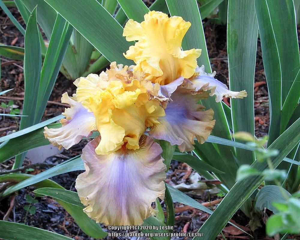 Tall Bearded Iris (Iris 'Monster Mash') in the Irises Database - Garden.org