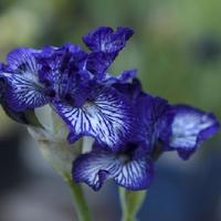 Intermediate Bearded Iris (Iris 'Line Drive') in the Irises Database ...