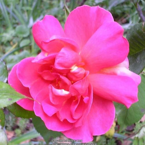 Rose (Rosa 'Cuba') in the Roses Database - Garden.org