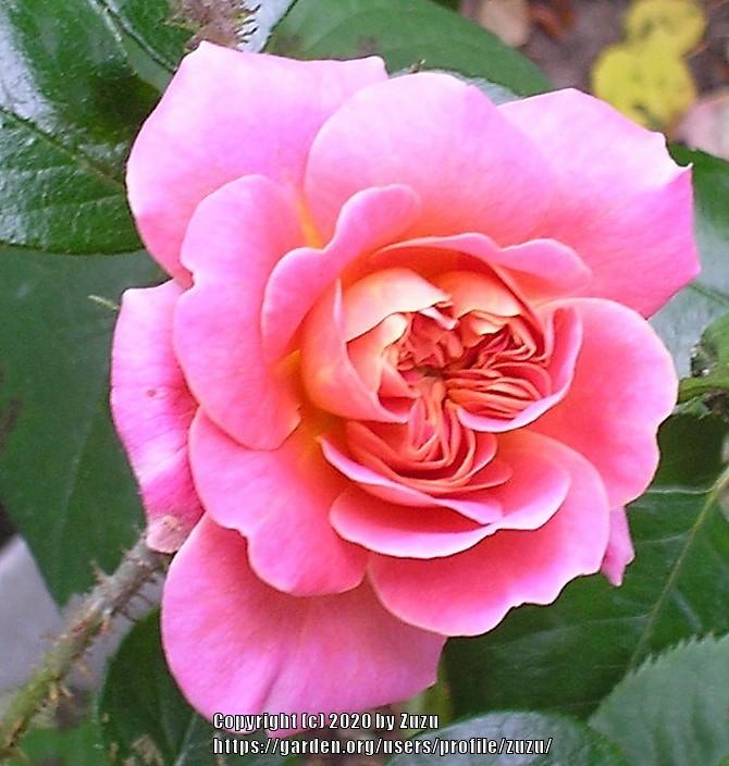 Rose (Rosa 'Treasure Trail') in the Roses Database - Garden.org