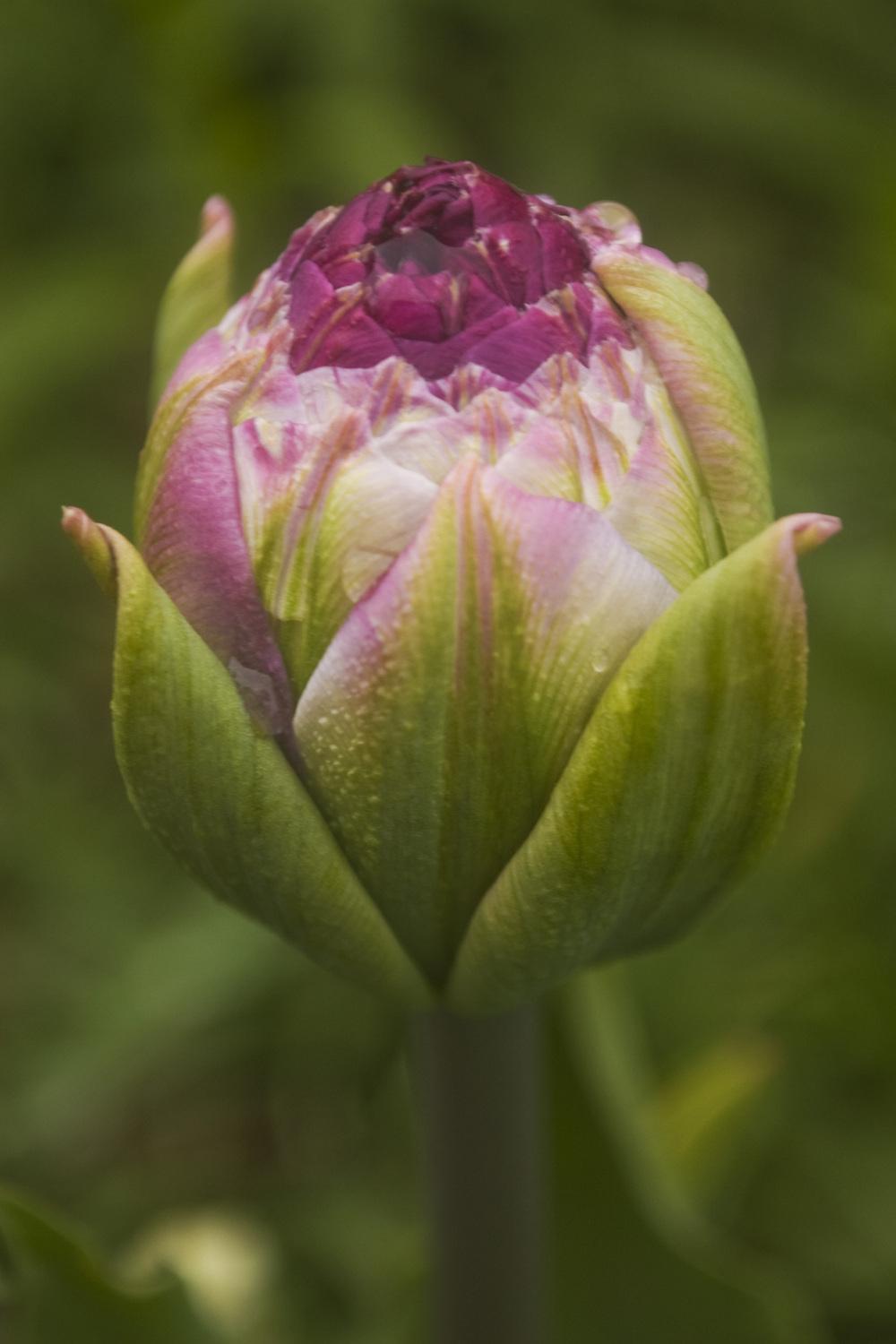 Tulips: Plant Care and Collection of Varieties - Garden.org