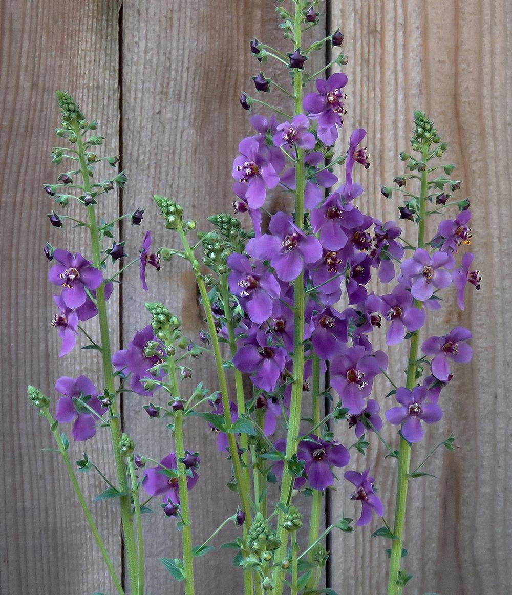 Purple Mullein (Verbascum phoeniceum 'Violetta') - Garden.org