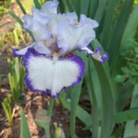 Photo of the bloom of Tall Bearded Iris (Iris 'Rings True') posted by ...