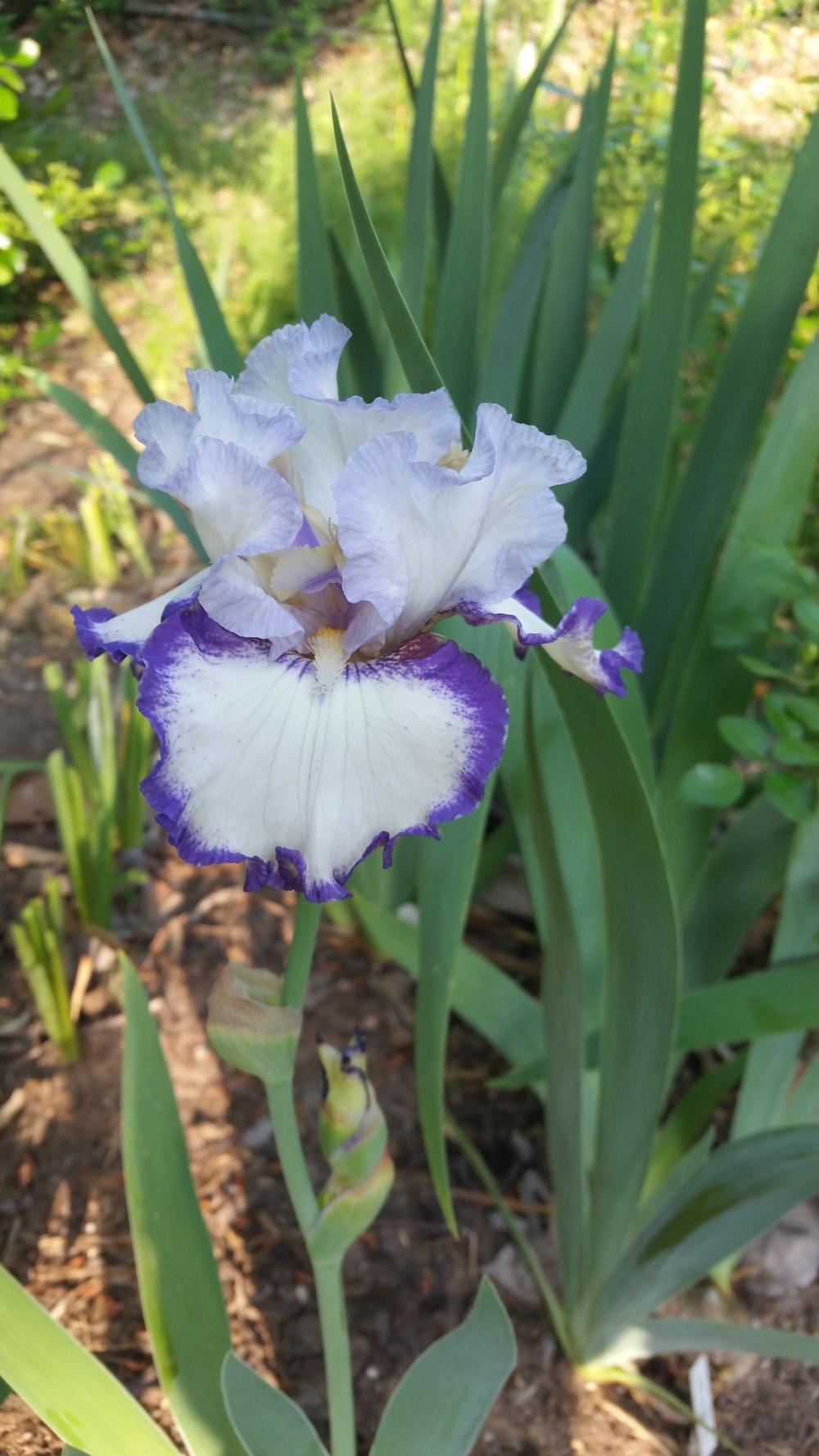 Photo of the bloom of Tall Bearded Iris (Iris 'Rings True') posted by ...