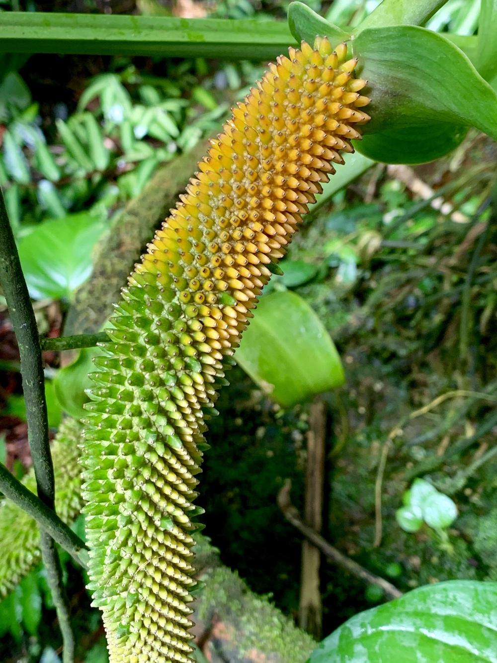 Photo of the fruit of Anthurium spectabile posted by Gina1960 - Garden.org