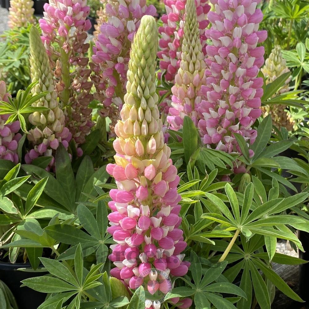 Lupin (Lupinus Staircase™ Rose White) - Garden.org