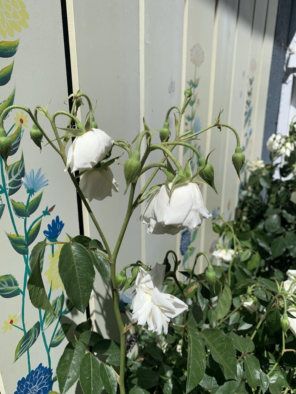 Drooping Iceberg Roses During Daytime Only? Help! in the Roses forum ...