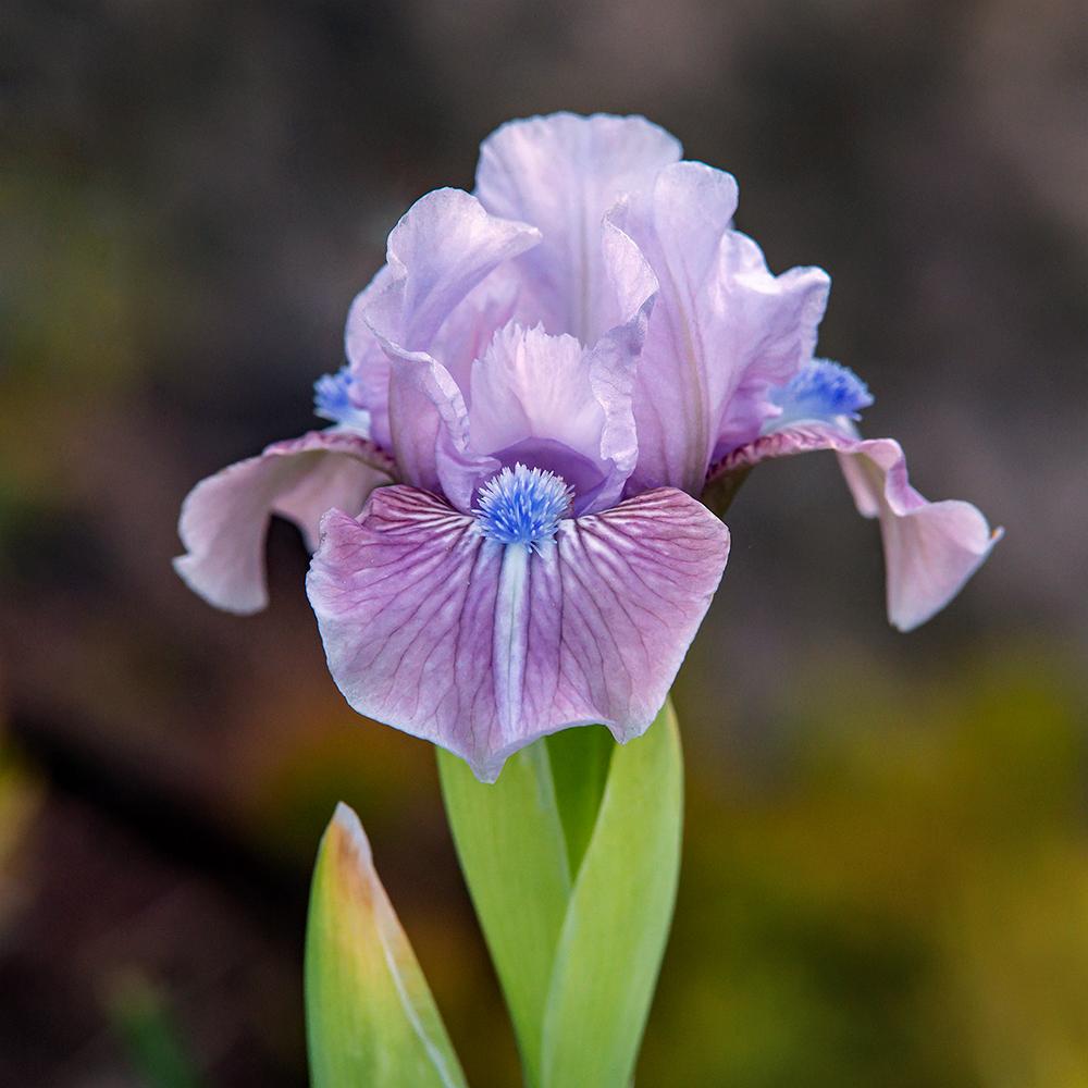 Standard Dwarf Bearded Iris (Iris 'Fab Life') in the Irises Database ...