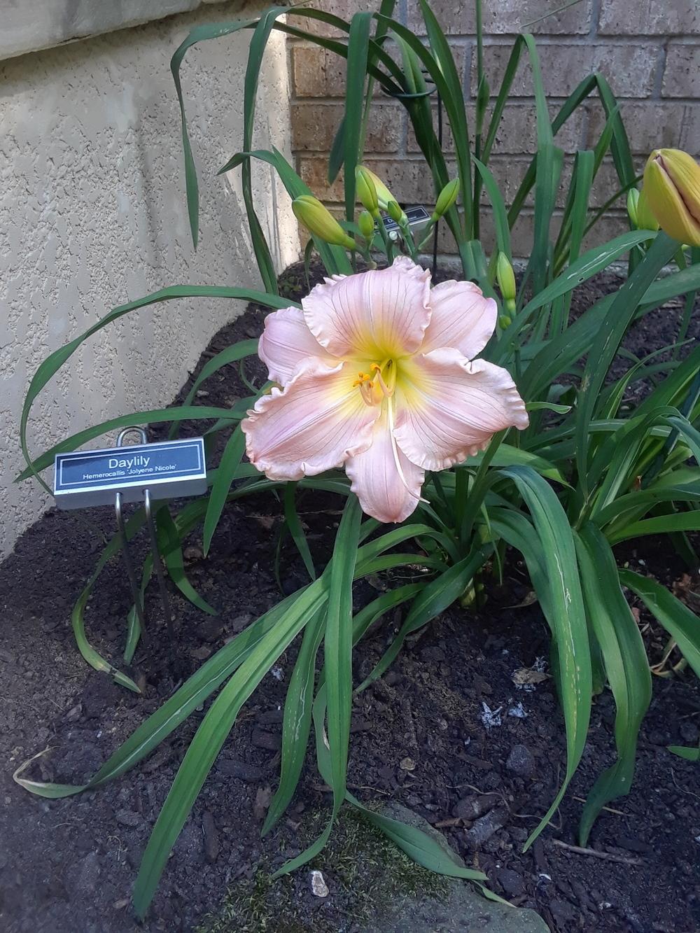 Photo of the entire plant of Daylily (Hemerocallis 'Jolyene Nichole ...
