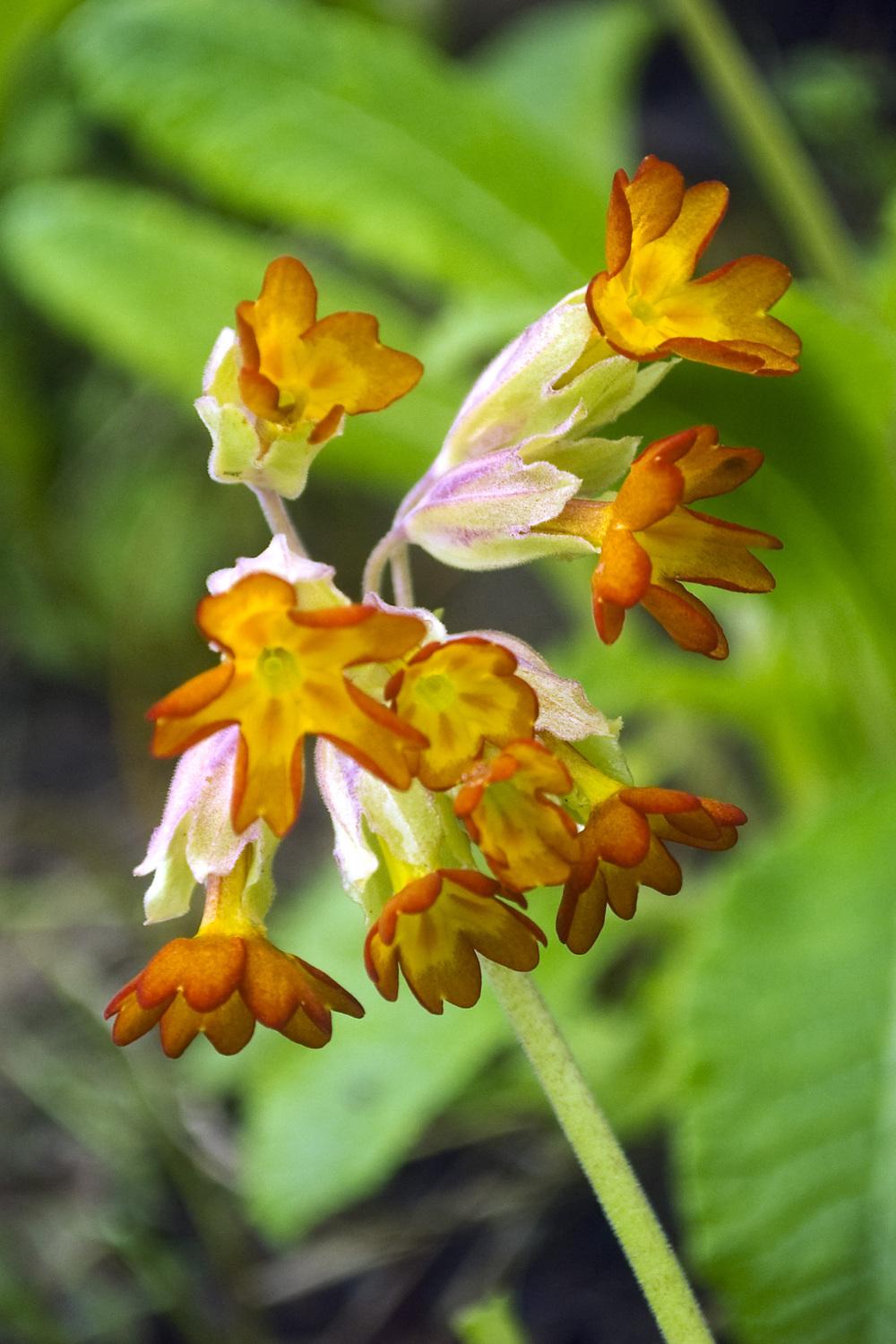 Primrose (Primula veris 'Sunset Shades') in the Primroses Database ...