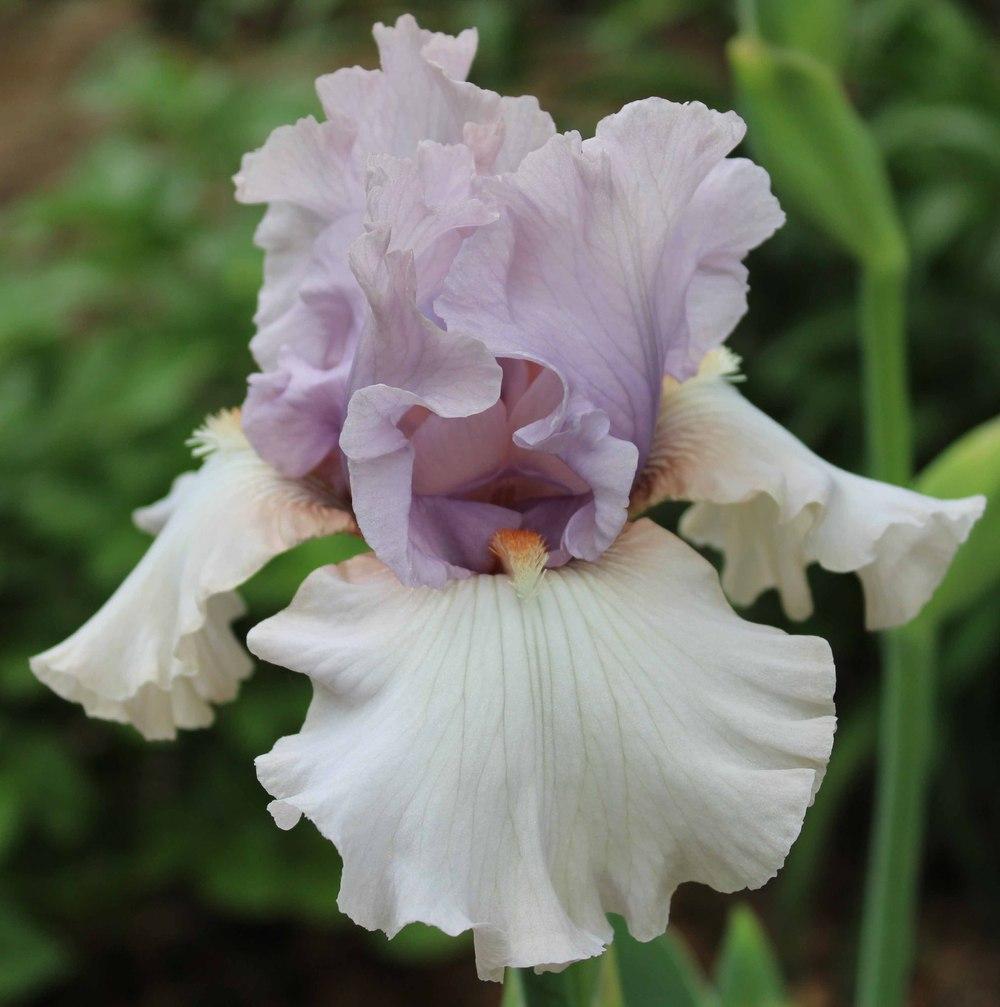 Tall Bearded Iris (Iris 'Half Dollar') in the Irises Database - Garden.org