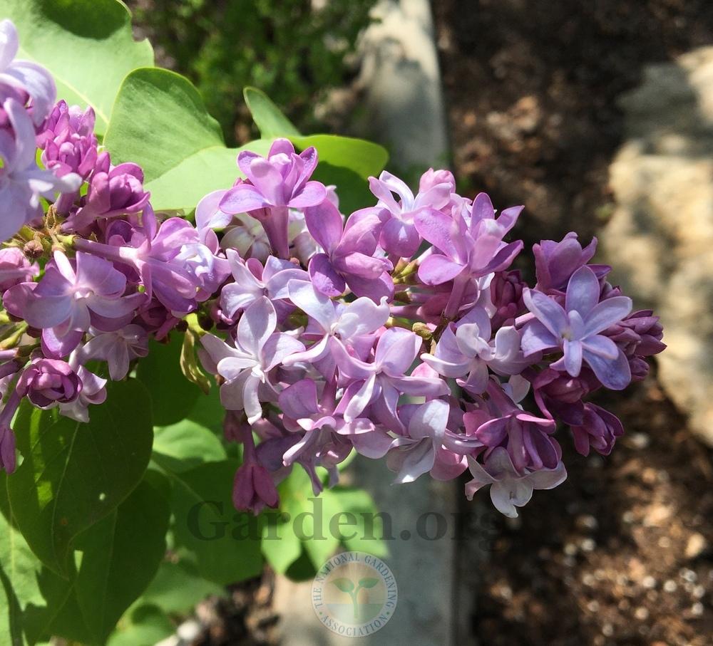 Common Lilac (Syringa vulgaris 'Nadezhda') in the Lilacs Database ...