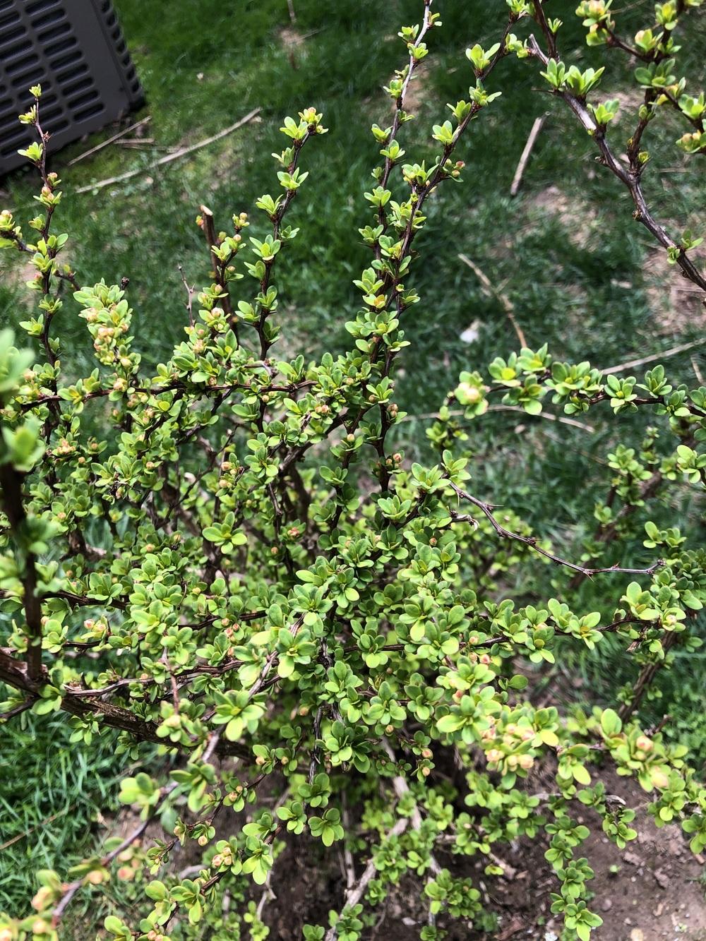 Identify shrub/bush in the Plant ID forum - Garden.org