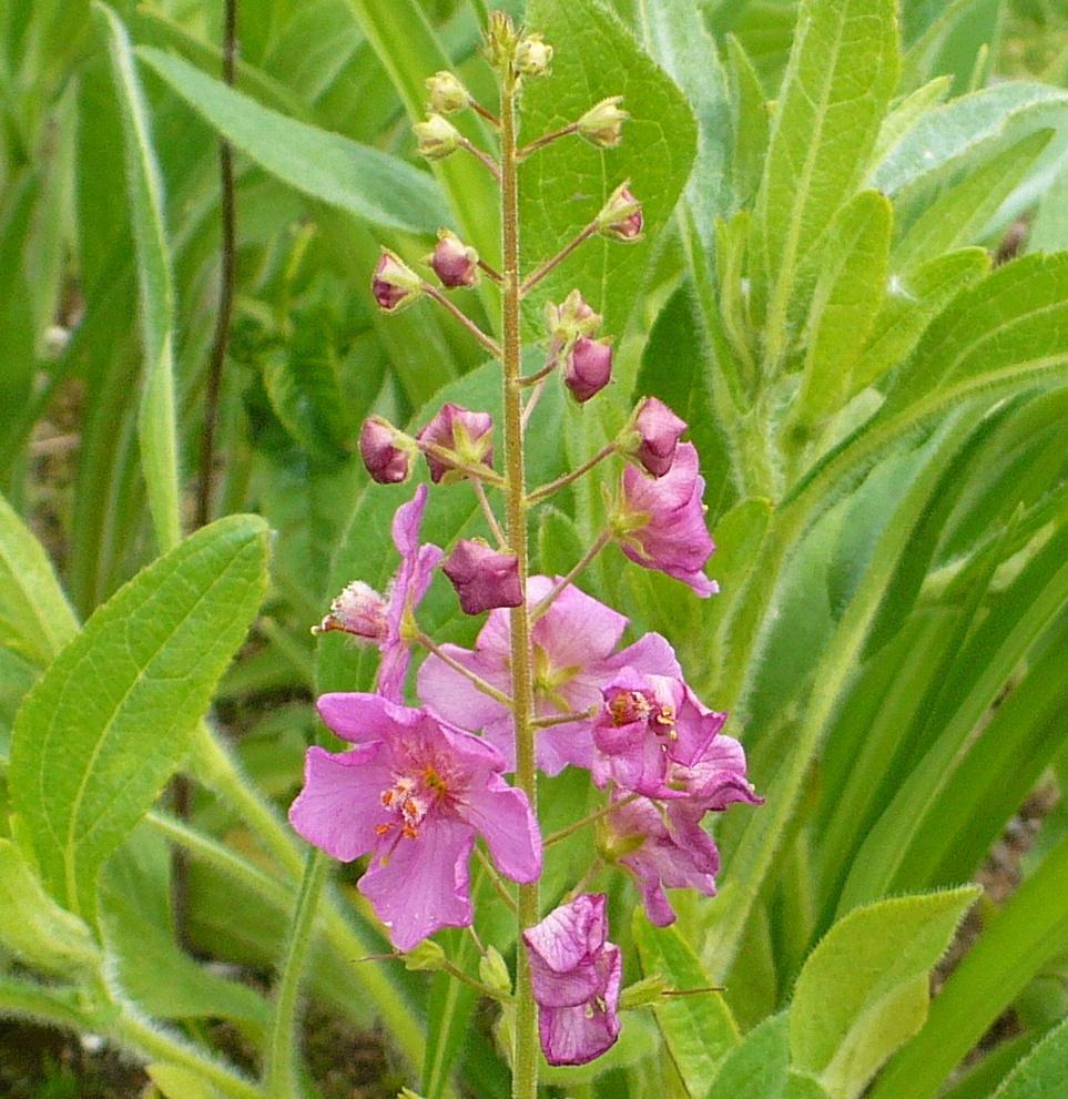 Purple Mullein (Verbascum phoeniceum 'Rosetta') - Garden.org