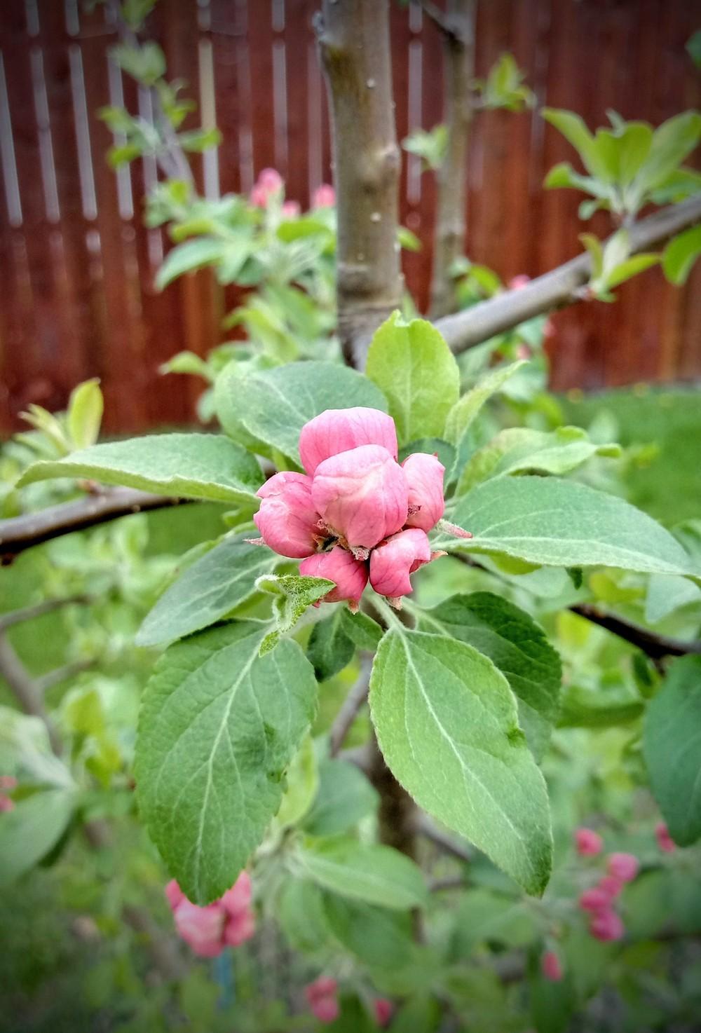Photo of the closeup of buds, sepals and receptacles of Sargent's ...