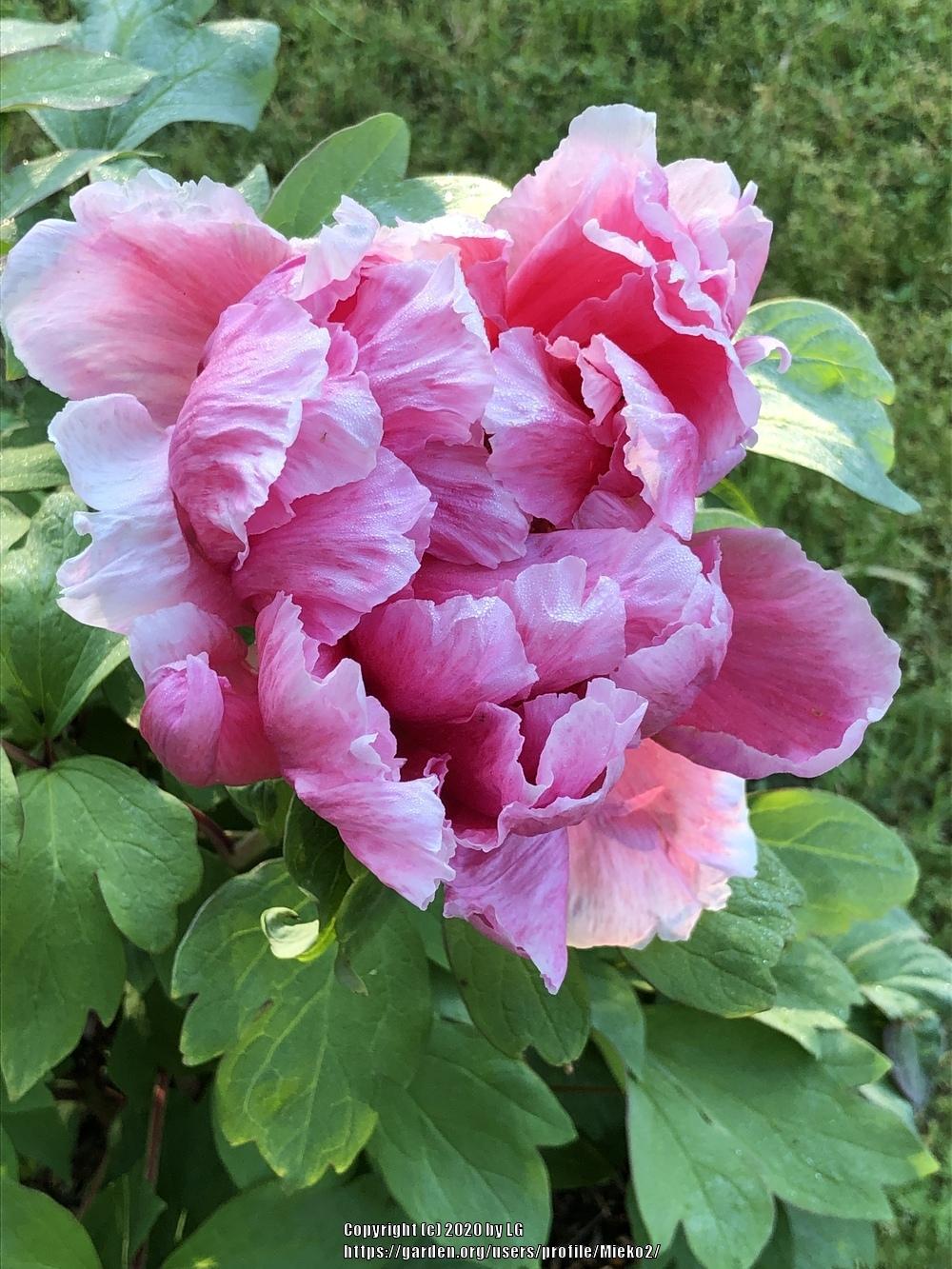 2020 Tree Peony Blooms in the Peonies forum - Garden.org