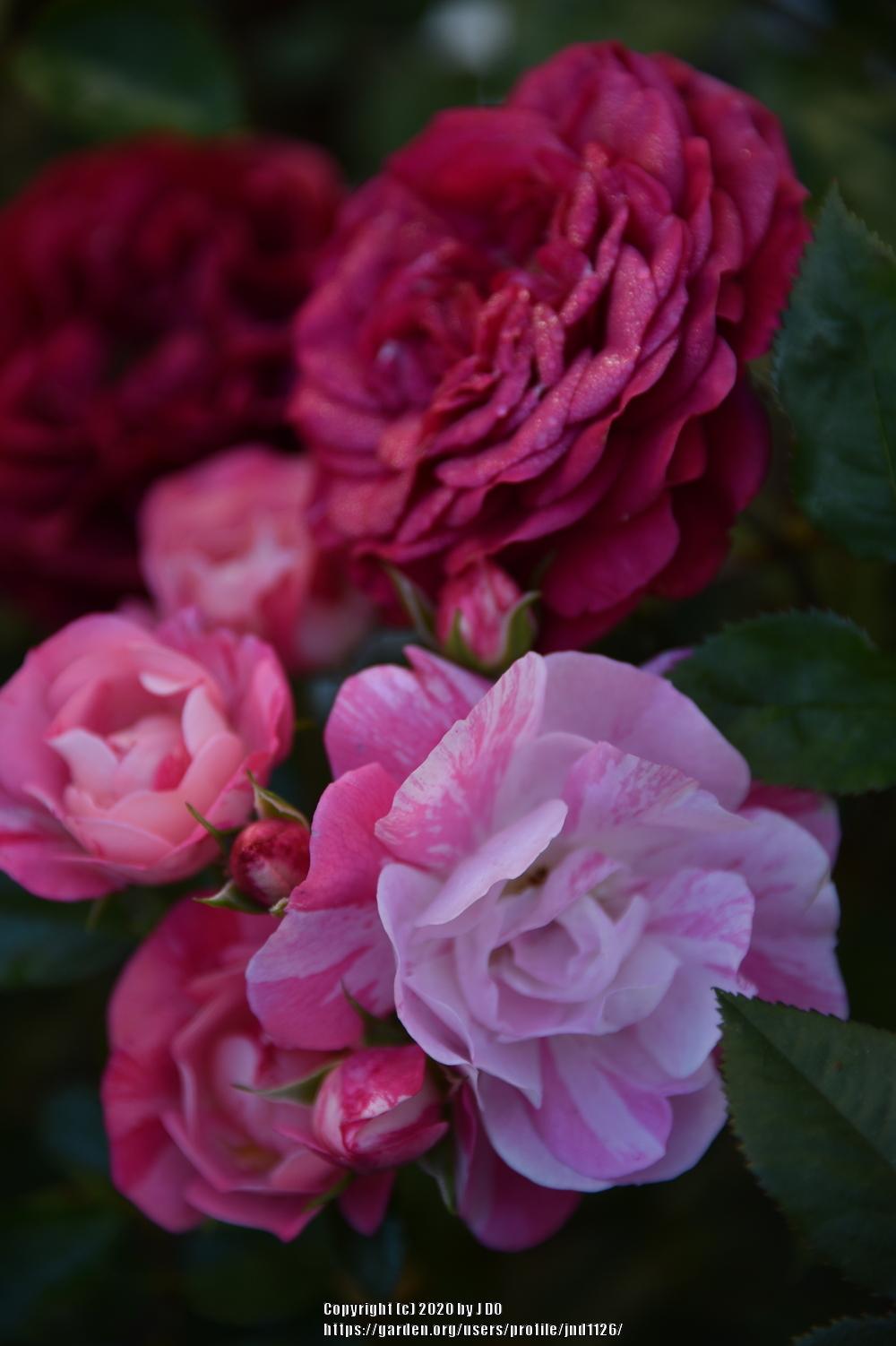 Carpet Rose - Pink Splash in the Roses forum - Garden.org
