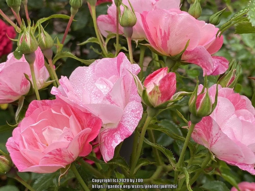Carpet Rose - Pink Splash in the Roses forum - Garden.org