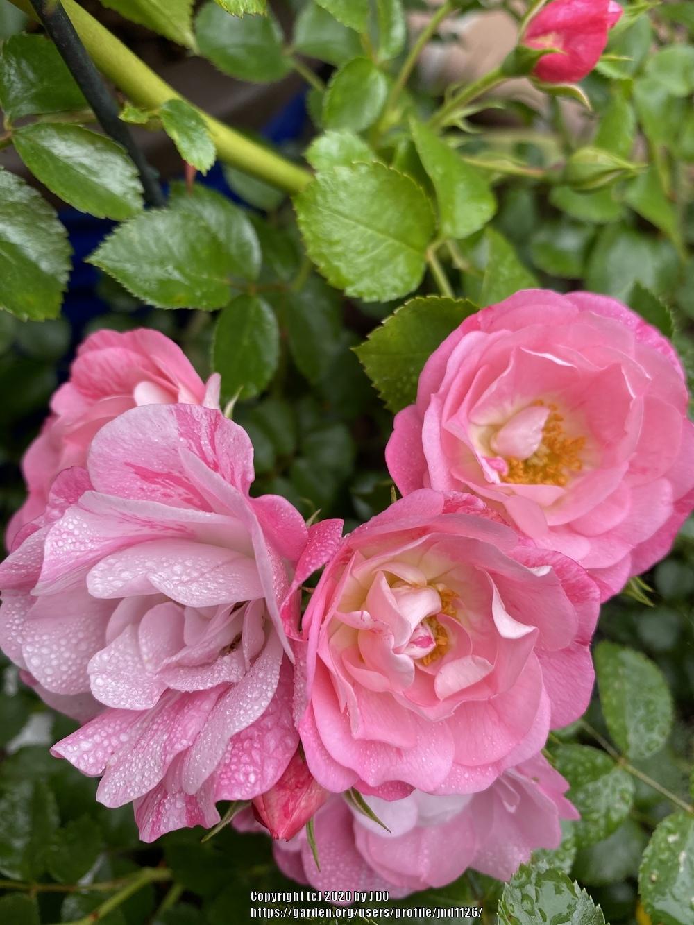 Carpet Rose - Pink Splash in the Roses forum - Garden.org