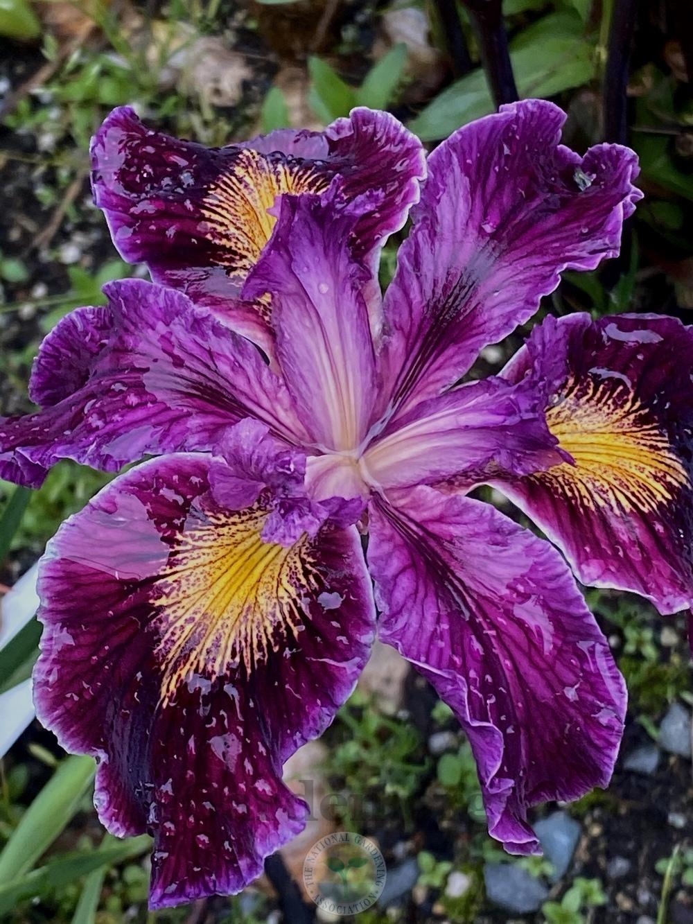 Pacific Coast Iris (Iris 'Drive You Wild') in the Irises Database ...