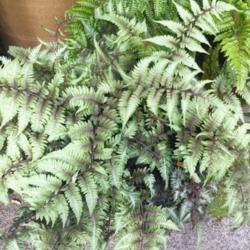 Red Japanese Painted Fern (Anisocampium niponicum 'Red Beauty ...