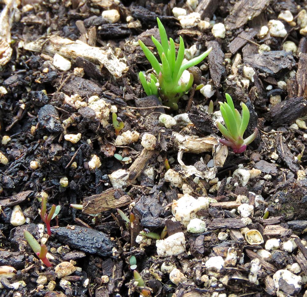 Photo of the emerging growth of Fameflower (Phemeranthus calycinus ...