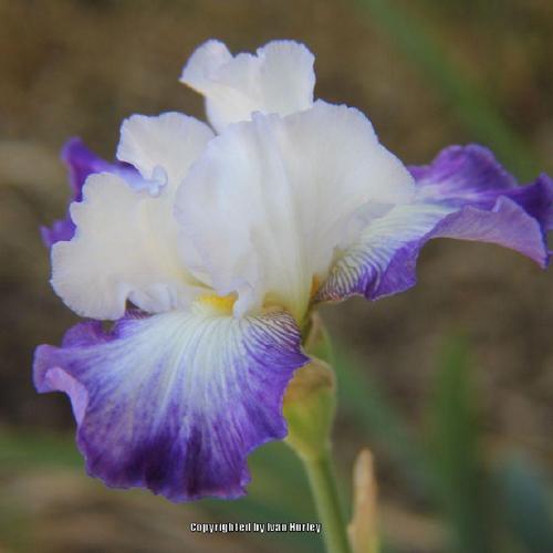 Tall Bearded Iris (Iris 'Enchanted Circle') in the Irises Database ...