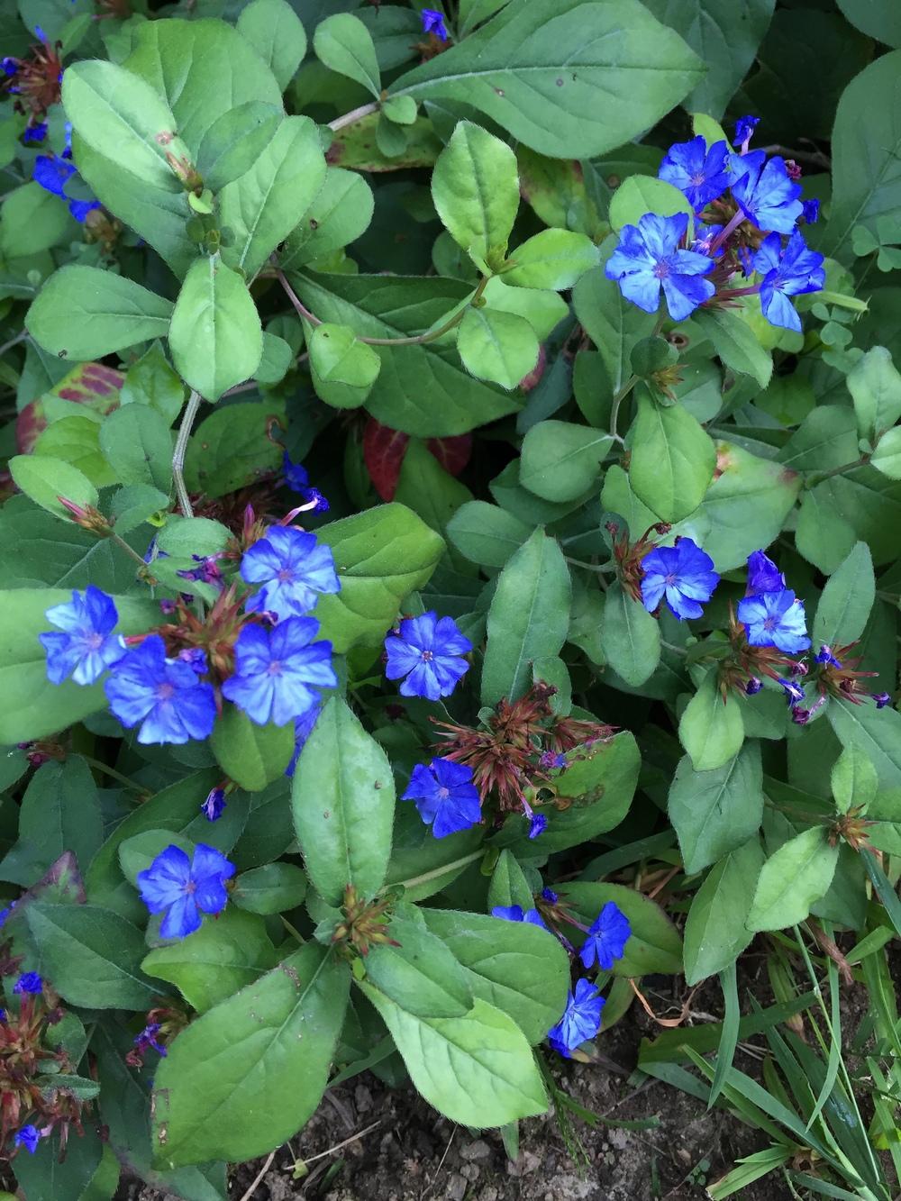 Photo of the entire plant of Leadwort (Ceratostigma plumbaginoides ...