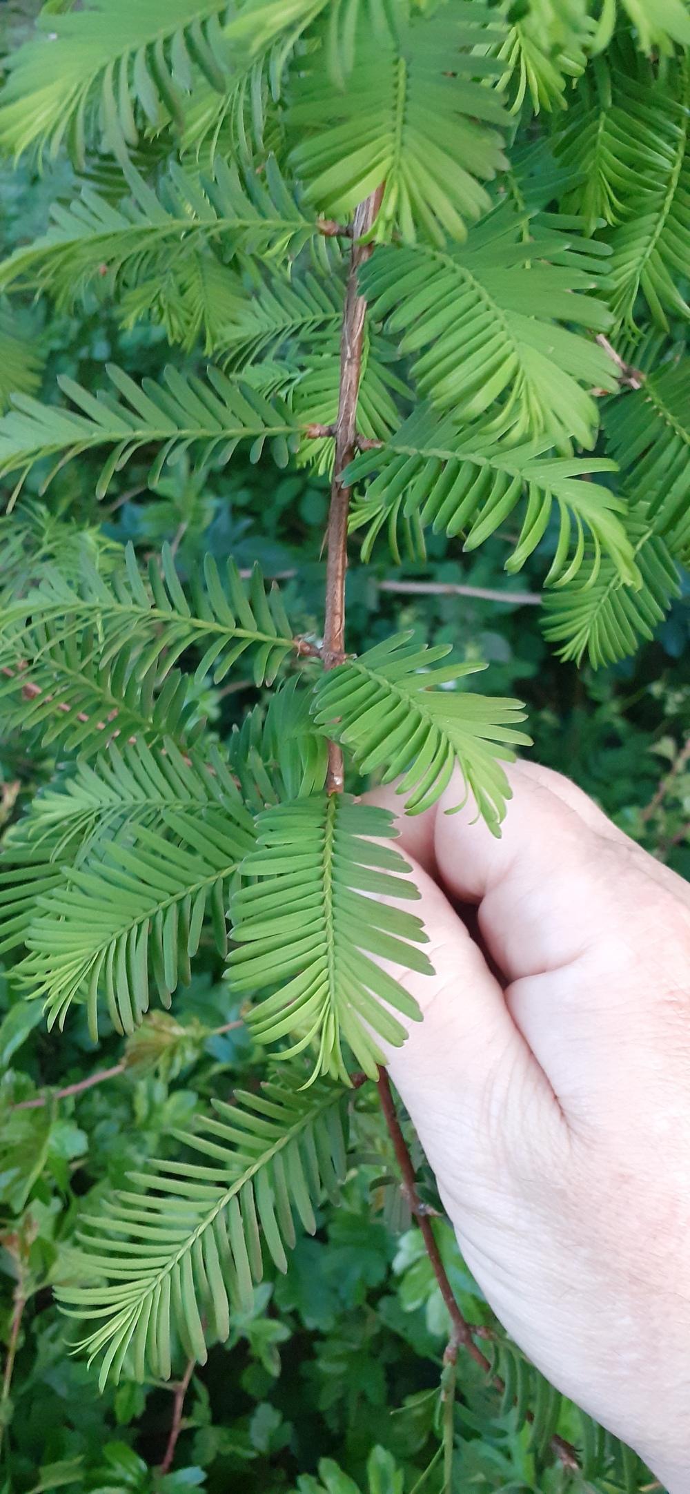 Conifer id in the Plant ID forum - Garden.org