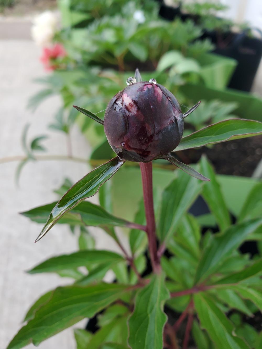 Photo of the closeup of buds, sepals and receptacles of Chinese Peony ...